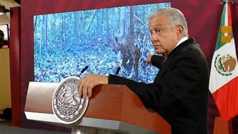 No Era Jaguar Maya La Verdad Detrás Del Video Con El Que Amlo Presume