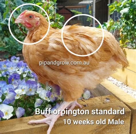 Buff Orpington Sexing Tips Pip And Grow