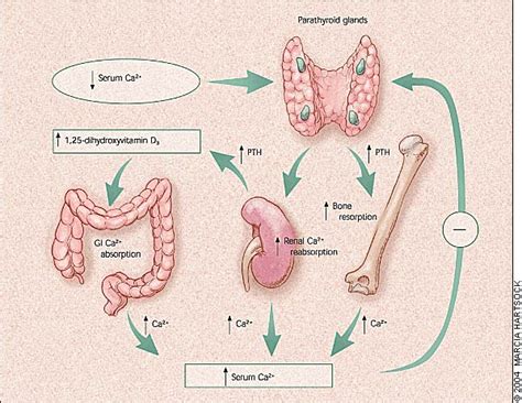 Secondary Hyperparathyroidism In Ckd