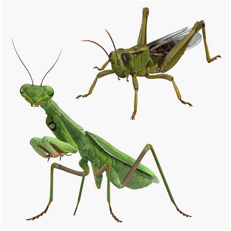 Praying Mantis Rigged Low Poly 3d Model 99 3ds Blend Dae Fbx Unknown Max Obj Free3d