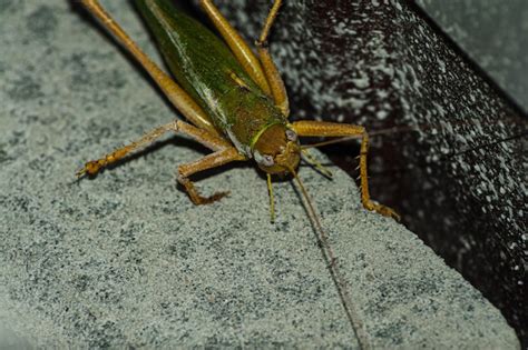 Premium Photo Locust From Side Eating A Leaf Animal Macro