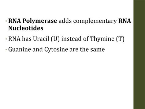 Gene Expression I Pp Ppt Download