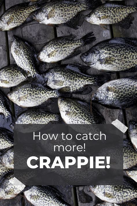 How To Catch More Crappie From The Bank