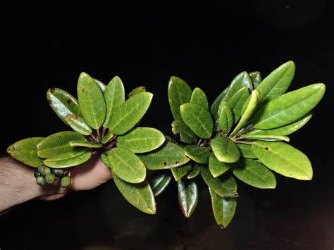 Daphniphyllum Daphniphyllaceae