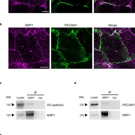 Endogenous Nrp1 Localizes At Intercellular Contacts And Interacts With