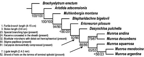 Single Most Parsimonious Tree Based On Cladistic Analysis Of 63