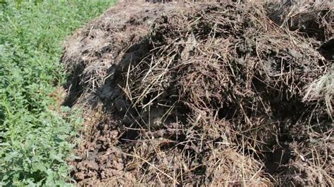 Imágenes De Muck Heap Descubre Bancos De Fotos Ilustraciones