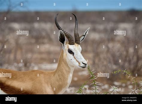 Portrait Of A Springbok Or Springbuck Antidorcas Marsupialis Im Etosha National Park Namibia