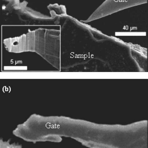 A Scanning Electron Microscope Image Of The Experimental Setup Anode