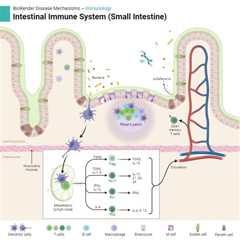 Intestinal Immune System Small Intestine Biorender Science Templates