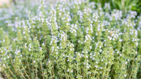 15 Varieties Of Thyme For Your Garden