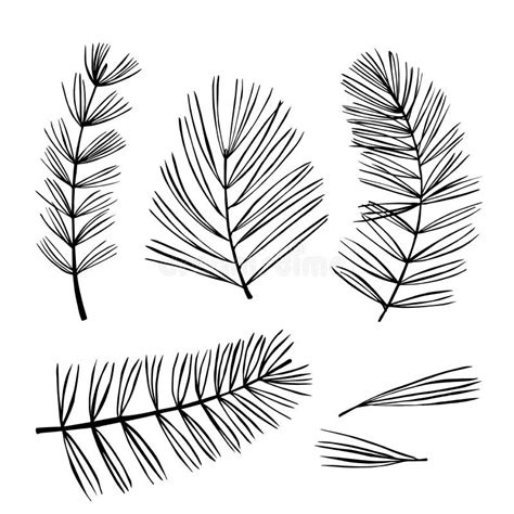 Branches Of Coniferous Trees Vector Illustration Stock Vector
