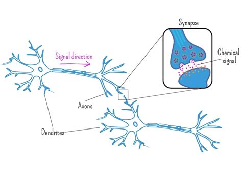 Artificial Neural Networks Vs Human Brain Equinox Ai Lab