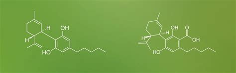 Cbda Vs Cbd What Is The Difference Benefits And Tips