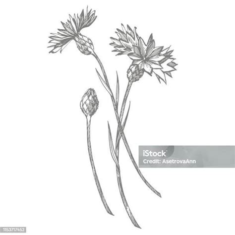 青コーンフラワーハーブや学士ボタン花ブーケは白の背景に分離しました描画 Cornflowers花の要素手描きの植物のイラストのセット