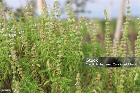 바질 식물 또는 아름다운 바질 야채의 꽃 라틴어 이름 Ocimum Basilicum은 향기로운 식물을 의미합니다 케망기 0명에