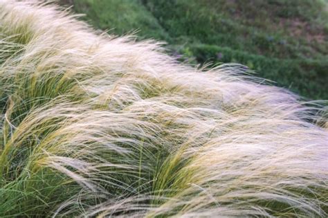 Stipa Tenuissima Mexican Feather Grass 25 Ornamental Grass Seeds Etsy