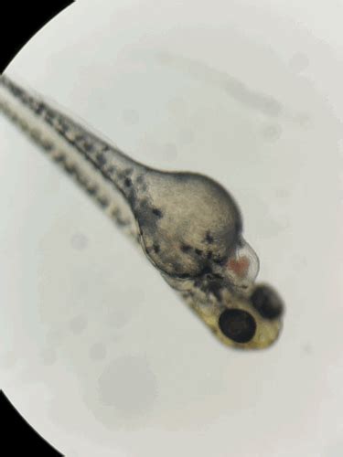 Zebrafish Embryo Heart