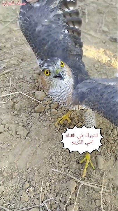 العرض الأقوى🌟اصطياد كمية من الصقور الجارحة Short الجزائر المغرب