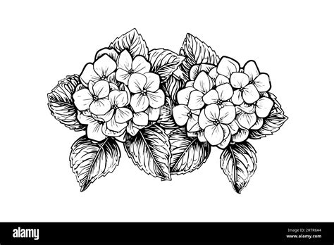 Hand Drawn Ink Sketch Hydrangea Flowers Vector Illustration In