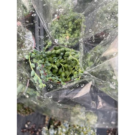 星辰多肉玄月 三吋 穩根連盆寄送多肉植物療癒觀葉多肉寄送會掉葉可接受再下單 蝦皮購物