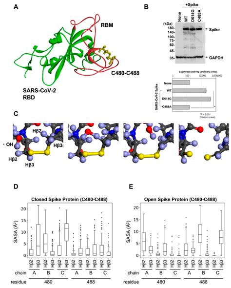 Ijms Free Full Text Direct Inhibition Of Sars Cov 2 Spike Protein