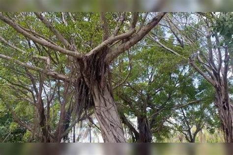 父母来三亚过冬，才呆两个月，天天吵着要回东北，到底为啥？三亚东北父母