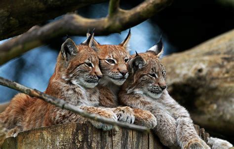Lynx Wallpapers Wallpaper Cave
