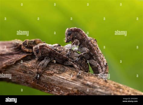 Longhorn Mating On Wild Plants Stock Photo Alamy