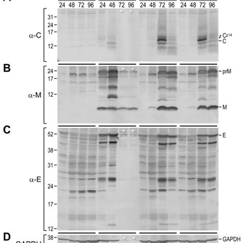 Profiling Of Viral Nonstructural Protein Expression Bhk 21 Cells Were