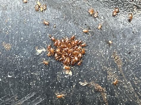 Are These Bugs Ok Or Not In My Compost Rcomposting