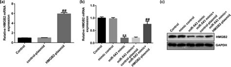 HMGB2 Plasmid Abolished The Effects Of MiR 543 Mimic HMGB2 Level A