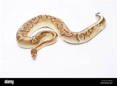 Royal Python Python Regius Champagne Male Stock Photo Alamy