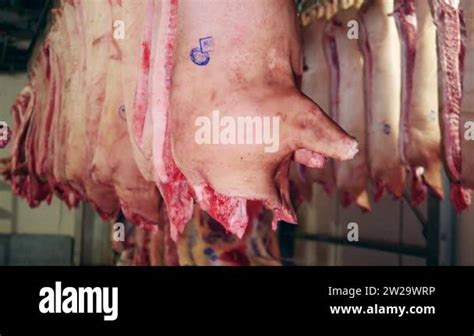 Hanging Butchered Carcass Beef Cattle Stock Videos And Footage Hd And