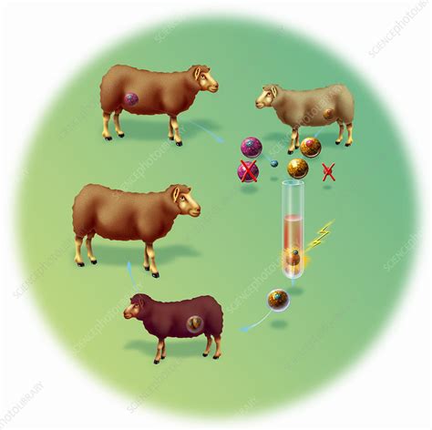 Genetics Cloning Stock Image C0020889 Science Photo Library