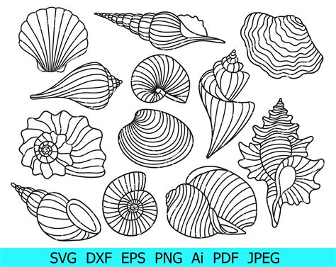 Seashell Svg Ocean Png Seashell Bundle Svg Seashell Clipart Sea