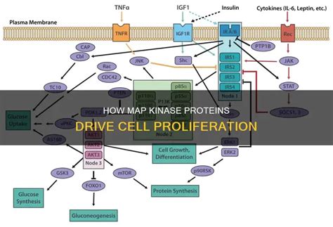 How Map Kinase Proteins Drive Cell Proliferation Medshun
