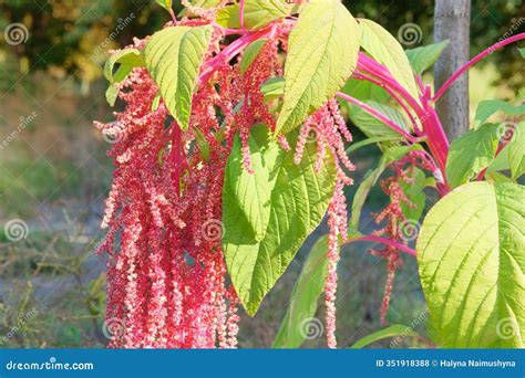 Amaranthus Caudatus Of Purple Color Growing Plant Protein In Rural