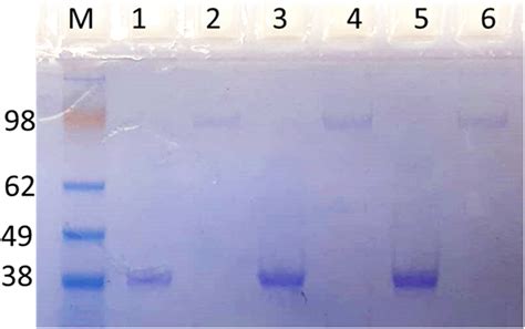 Identification Of Pegylated Cpg2 Proteins The Resulting Peg Cpg2 Download Scientific Diagram