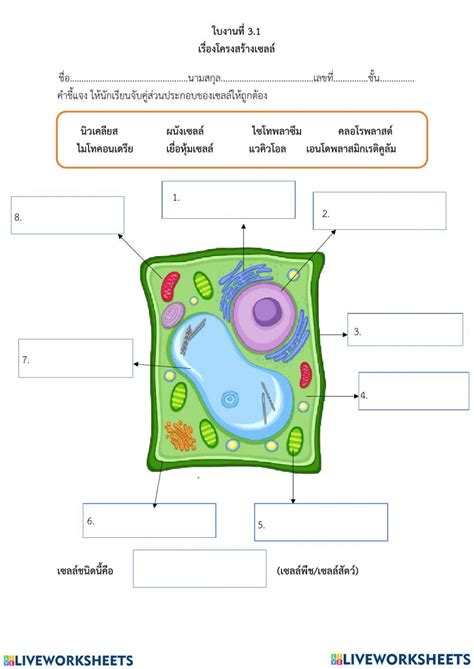 14 Cell Organelle Riddles Worksheet Answers Artofit