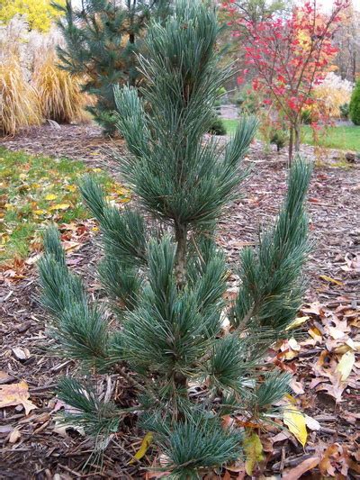 Blue Horizon Nursery