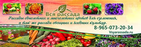 Вся рассада | Вся рассада - частный питомник растений. 2025 | ВКонтакте