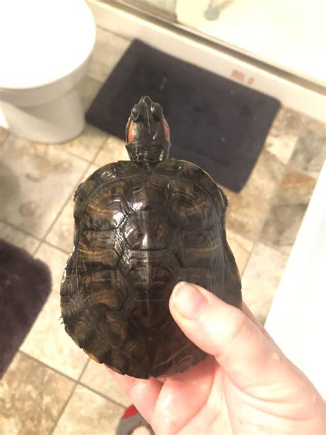 What S Up With Her Shell R Redearedsliders
