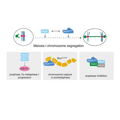 Distinct Roles Of Spindle Checkpoint Proteins In Meiosis Current Biology