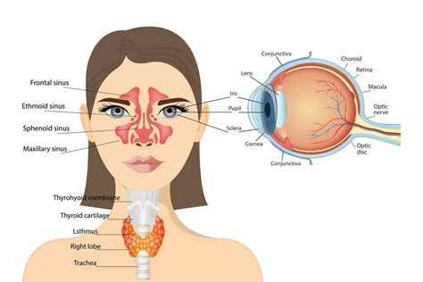 Anatomical Diagram Of The Human Eye Sinusitis On The Wo 29777669