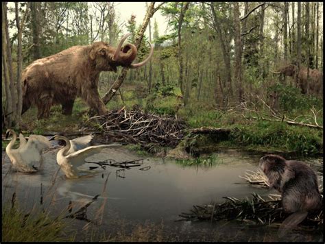 Late Pleistocene Biomes Explore The Ice Age Midwest