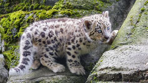 Wallpaper Snow Leopard Kitten Stone Wildlife Hd Picture Image