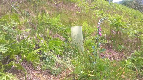 Central And East Lakes Rangers Bracken Bashing At Hartsop