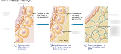 Functions Of Osteoblasts And Osteocytes Diagram Quizlet