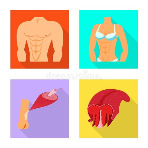 肌肉和细胞的矢量图图标 肌肉和解剖学原料矢量图集 向量例证 插画 包括有 图标 女孩 英俊 健身 157545348